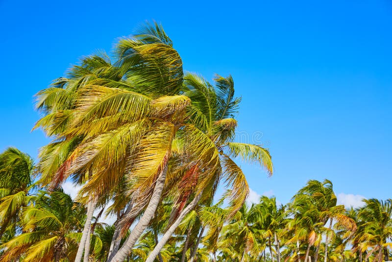 Key West Florida Smathers Beach Palm Trees US Stock Image - Image of ...