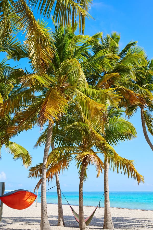 Key West Florida Smathers Beach Palm Trees US Stock Image - Image of ...