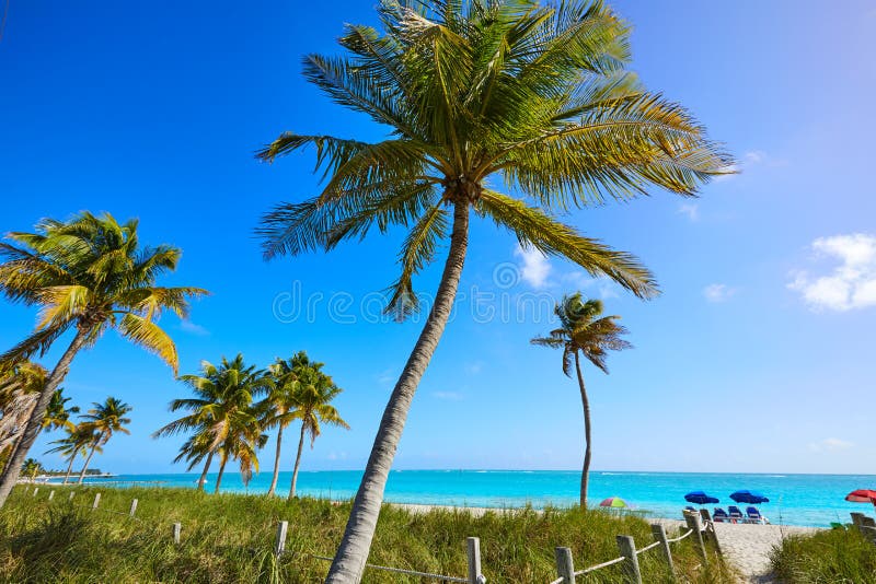 Key West Florida Smathers Beach Palm Trees US Stock Image - Image of ...