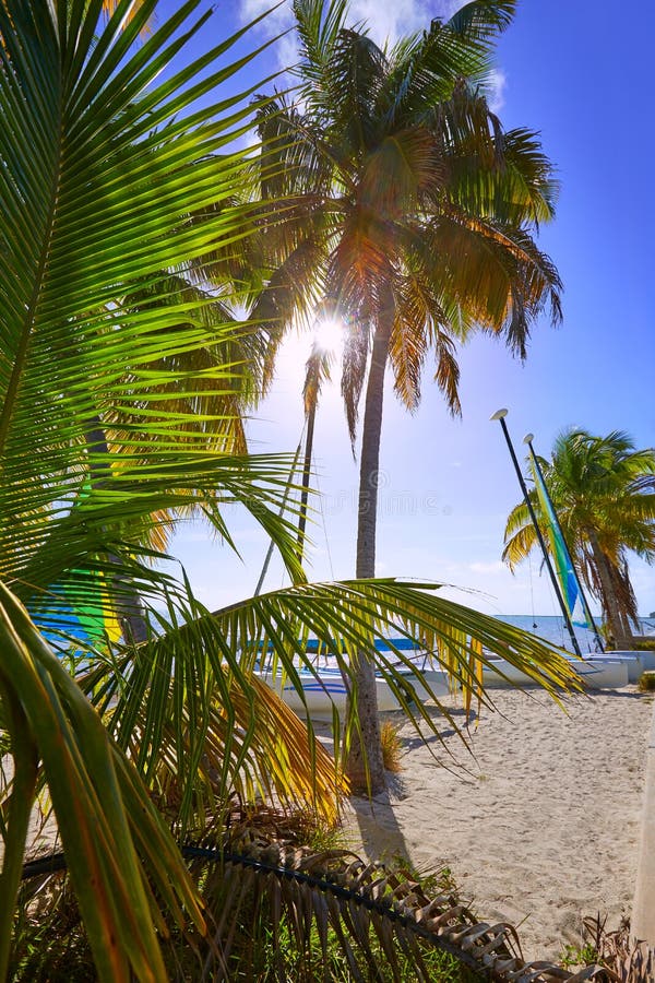 Key West Florida Smathers Beach Palm Trees US Stock Photo - Image of ...