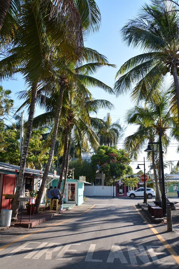 Key West palm trees street editorial stock photo. Image of palm - 177195708