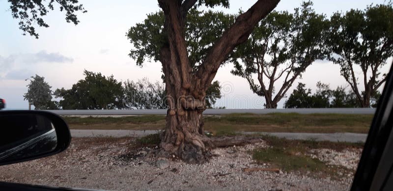 Key west tree stock photo. Image of savanna, nature - 158637832