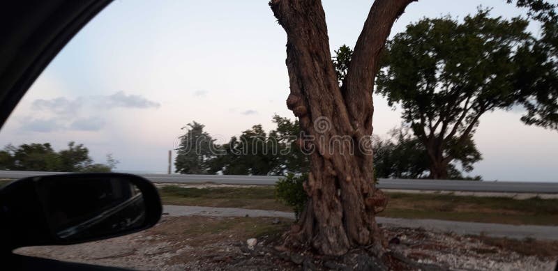 Key west tree stock photo. Image of branch, west, spring - 158637906