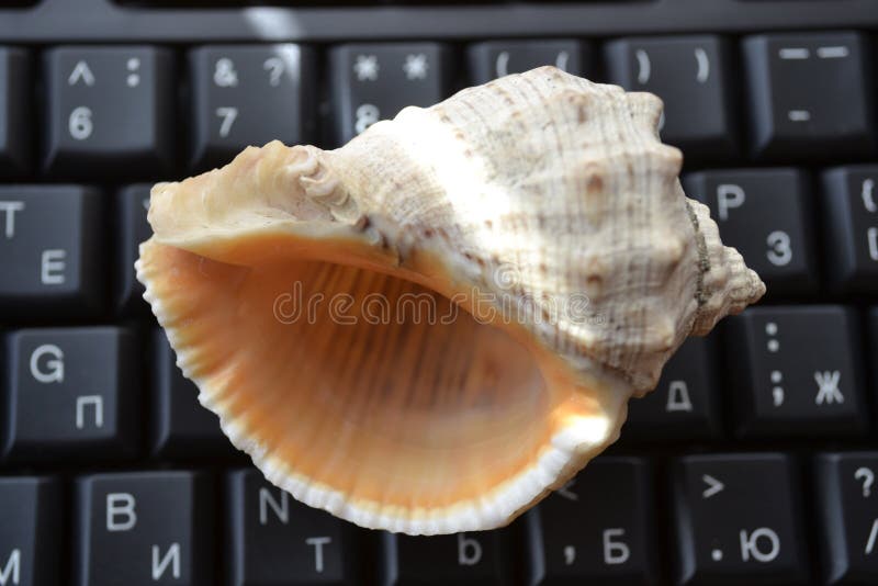 Keyboard and shell stock image. Image of office, dream - 126993097