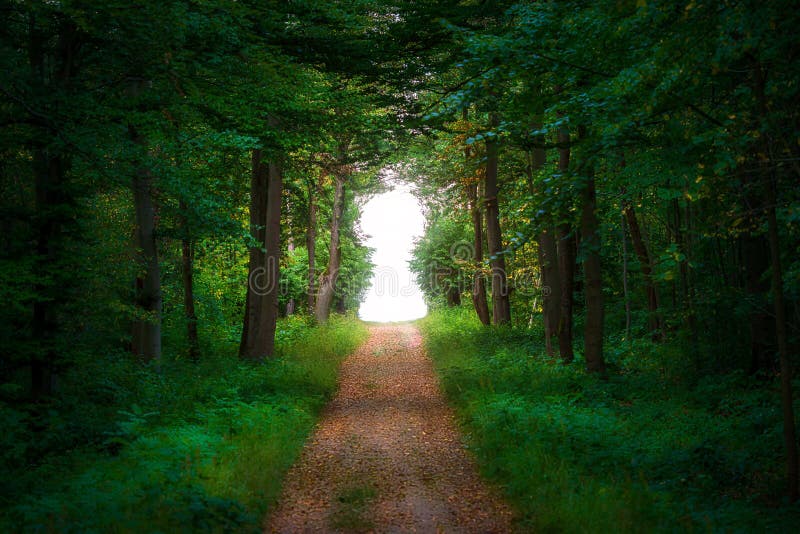 Keyhole Forest Clearing and a Straight Path Stock Photo - Image of tree ...