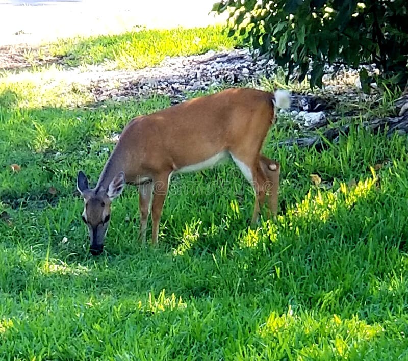Deer Scared Stock Images - Download 250 Royalty Free Photos