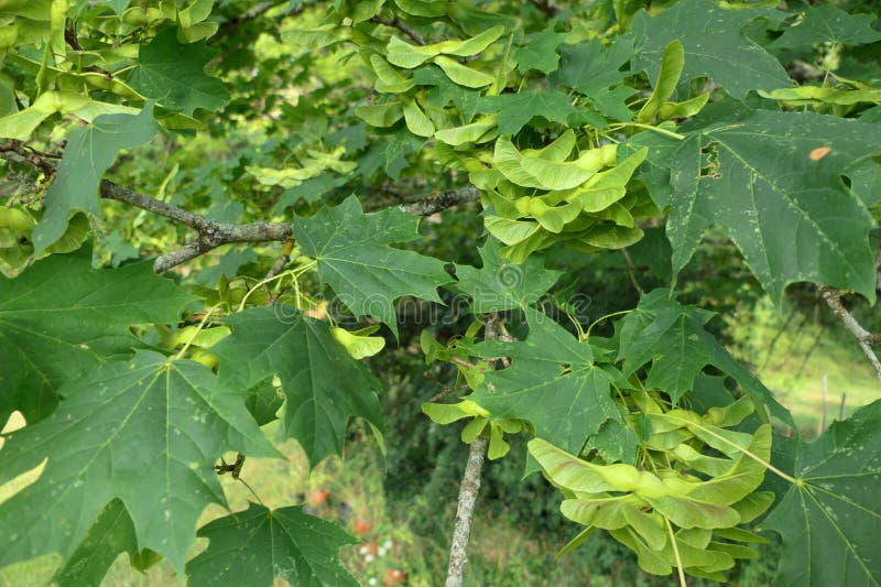 Norway Maple Tree stock photo. Image of seed, green - 287071078