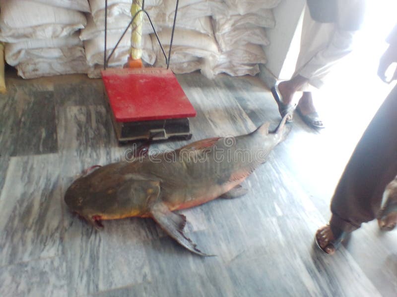 40 kg fish stock photo. Image of sahiwal, ravi, fish - 132010528