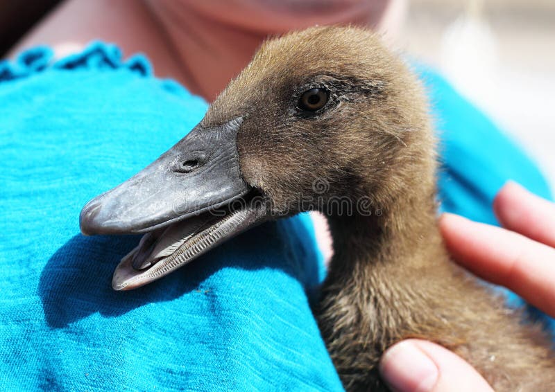 Khaki Campbell Duckling Quacking Stock Image - Image of beak, lady ...
