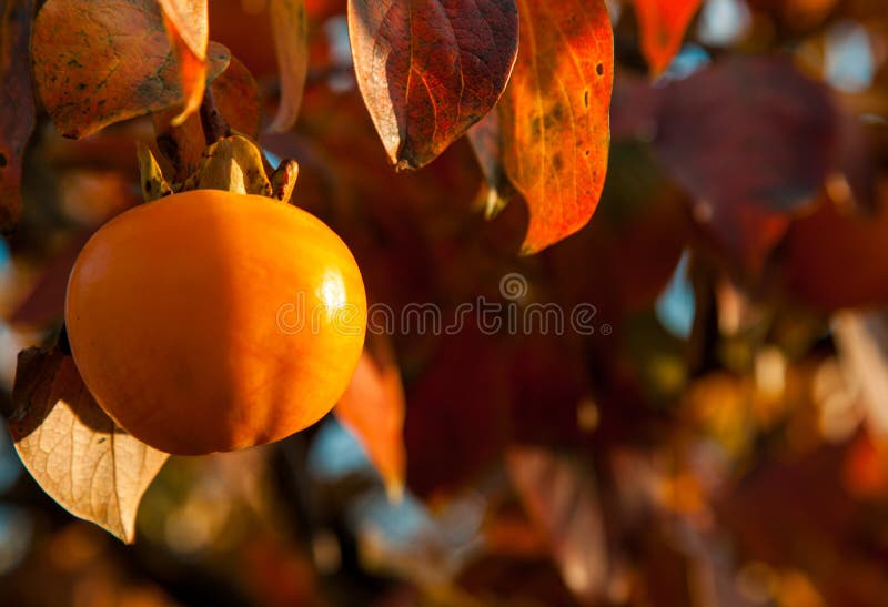 Khaki fruit stock image. Image of cultivate, harvest - 208037247