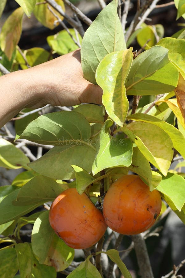 Khaki Fruit stock photo. Image of khaki, sweet, natural - 31508276