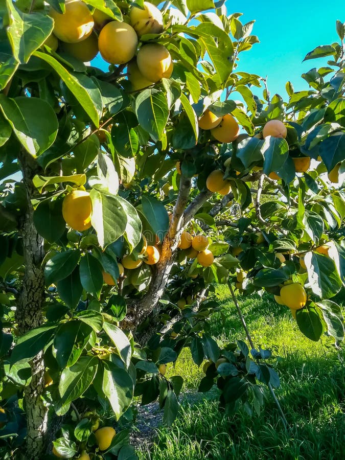 356 Khaki Fruits Stock Photos - Free & Royalty-Free Stock Photos from ...
