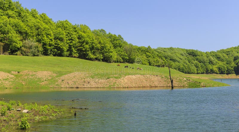 Khanbulan Reservoir in Lankaran Stock Photo - Image of forest ...