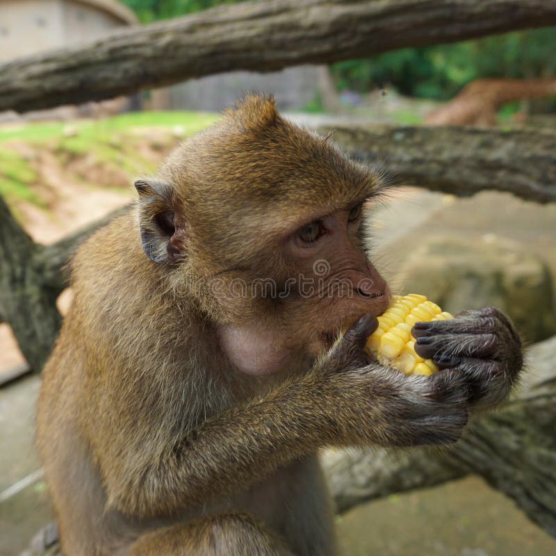 Jungle monkey eating corn stock image. Image of portrait - 118320669
