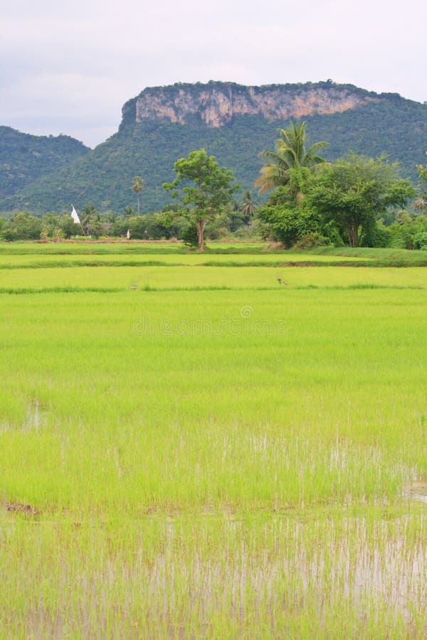 Khao Raeng Mountain stock image. Image of plants, tree - 26479235