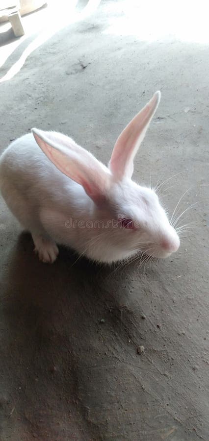 Khargos Stock Photos - Free & Royalty-Free Stock Photos from Dreamstime