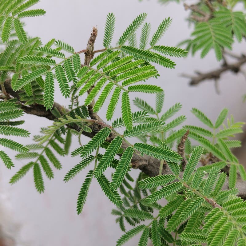 Khejri Tree Stock Photos - Free & Royalty-Free Stock Photos from Dreamstime