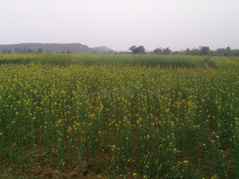 Khet stock photo. Image of nature, rural, field, farm - 152512750