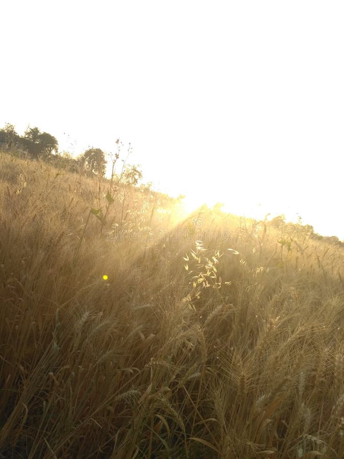 408 Khet Stock Photos - Free & Royalty-Free Stock Photos from Dreamstime