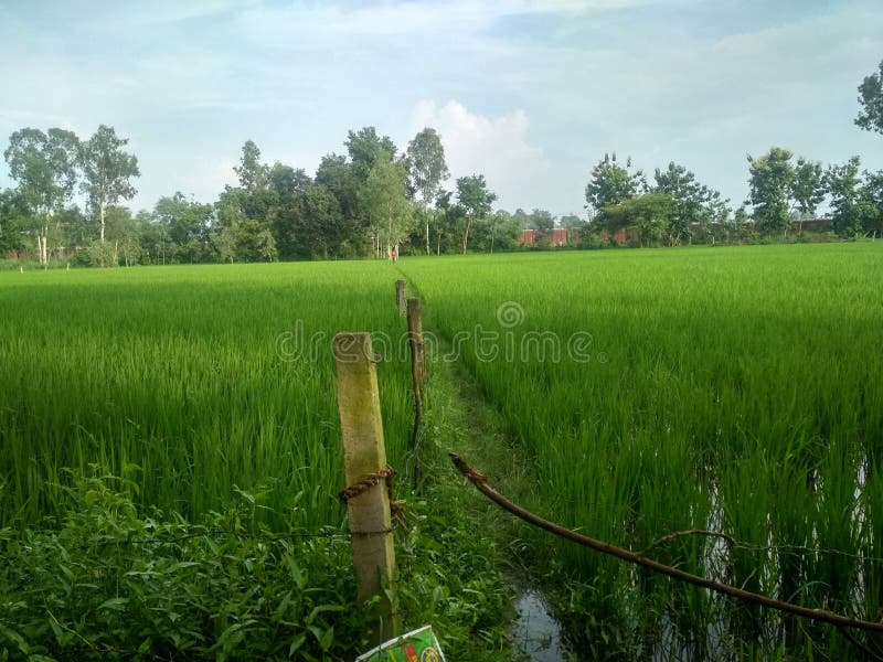 327 Khet Stock Photos - Free & Royalty-Free Stock Photos from Dreamstime