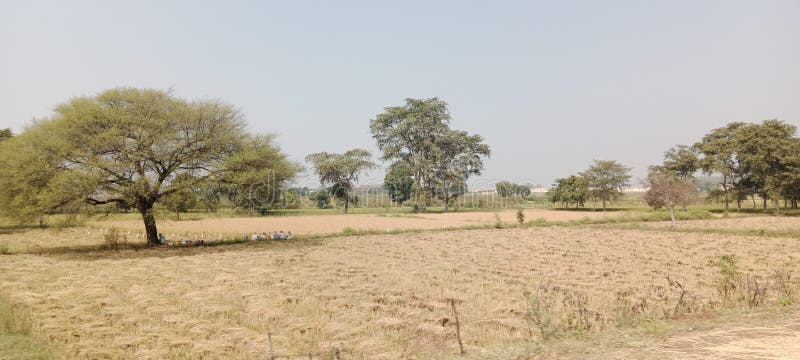 Khet, Rice Crops, Farmers on the Working Fields. Stock Photo - Image of ...
