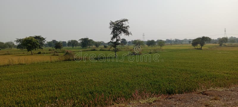 Khet, Rice Crops on the Working Fields. Stock Image - Image of crops ...