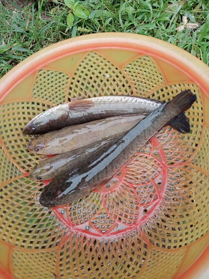 Khmerfish; fish; khmerfood stock photo. Image of food - 235822650