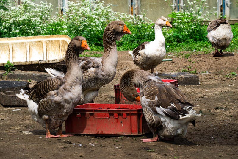 Kholmogory Geese - a Source of Quality Meat, Fluff, Fat and Feathers ...