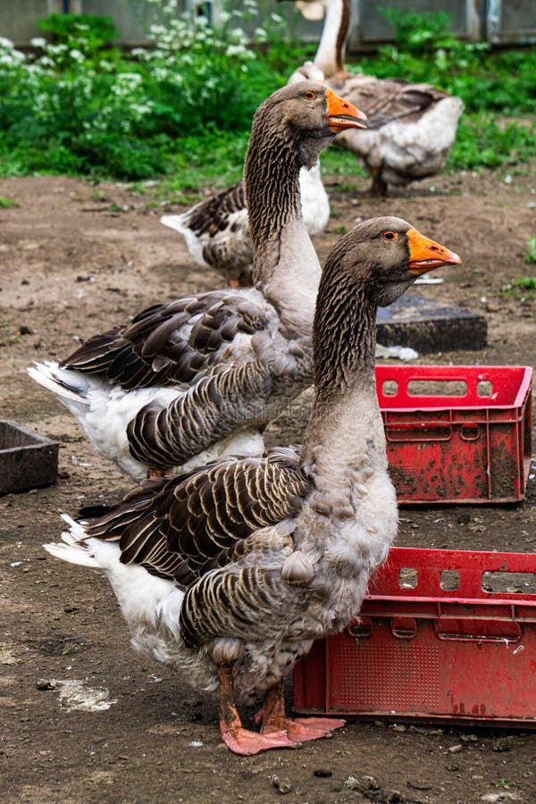 Kholmogory Geese - a Source of Quality Meat, Fluff, Fat and Feathers ...