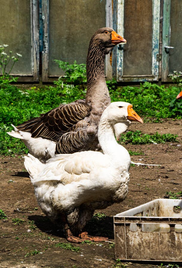 Kholmogory Geese - a Source of Quality Meat, Fluff, Fat and Feathers ...