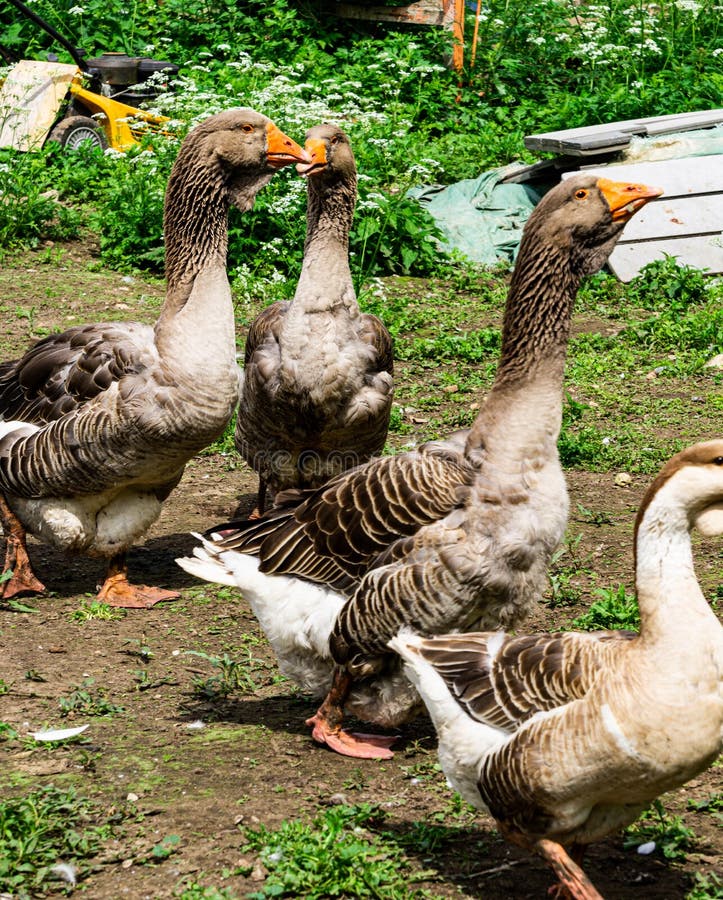 Kholmogory Geese - a Source of Quality Meat, Fluff, Fat and Feathers ...