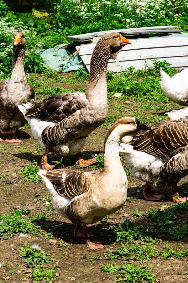Kholmogory Geese - A Source Of Quality Meat, Fluff, Fat And Feathers ...
