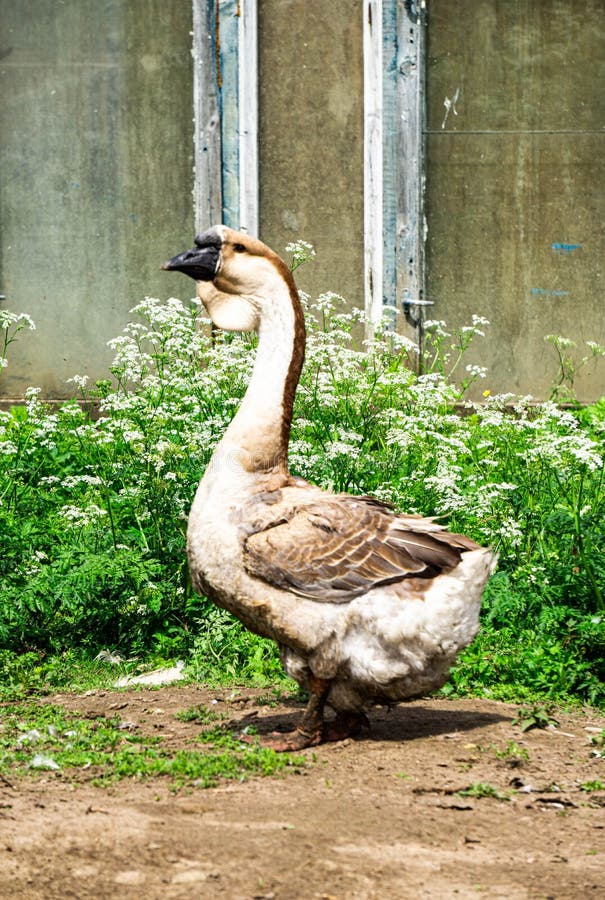Kholmogory Geese - a Source of Quality Meat, Fluff, Fat and Feathers ...
