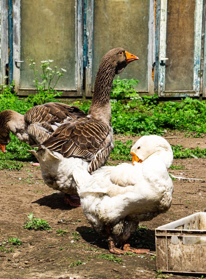 Kholmogory Geese - a Source of Quality Meat, Fluff, Fat and Feathers ...
