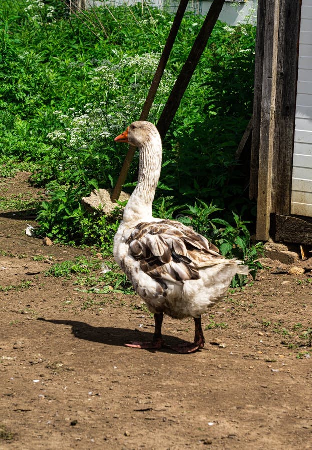 Kholmogory Geese - a Source of Quality Meat, Fluff, Fat and Feathers ...
