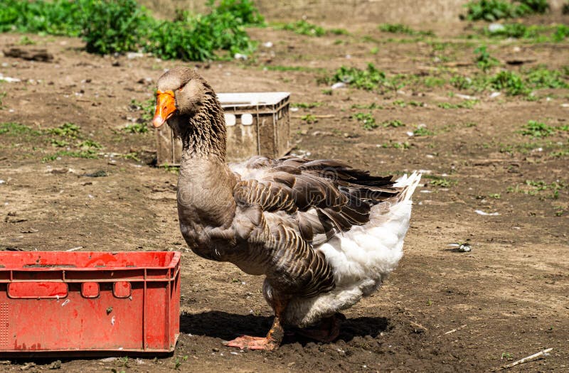 Kholmogory Geese - a Source of Quality Meat, Fluff, Fat and Feathers ...