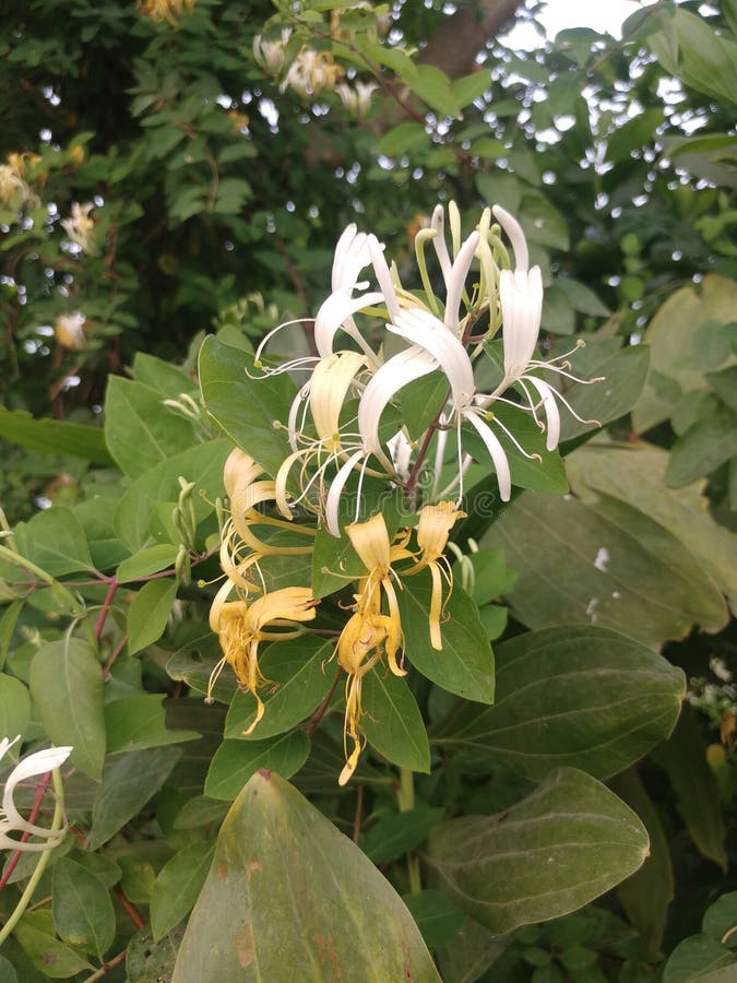 Khong ro name flowers stock photo. Image of khong, blue - 144113386