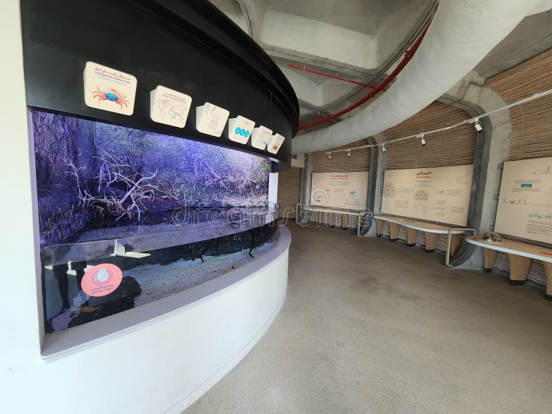 Khor Kalba Mangrove Center, Kalba, Sharjah, UAE Editorial Image - Image ...