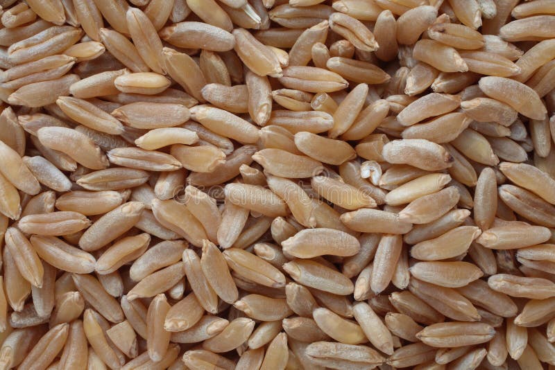 Khorasan wheat, Kamut stock image. Image of nutrition - 58529185