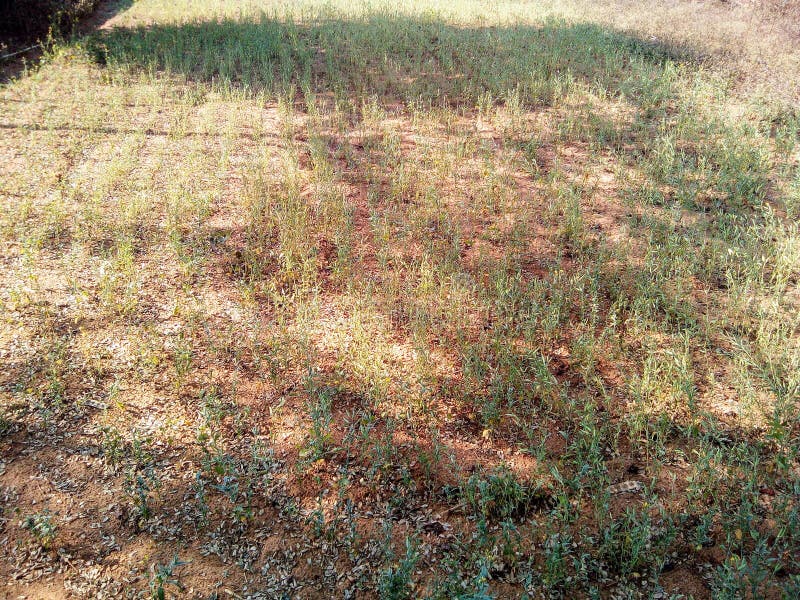 Khubsurat Achcha Field Beautiful Garden Khubsurat Stock Photo - Image ...