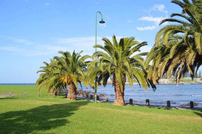 Kiama Australia Palm Trees Promenade Stock Photo - Image of coast ...