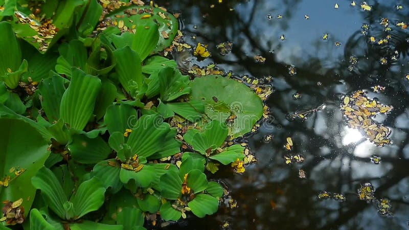 Objects and outdoor stock video. Video of objects, bloom - 387698777