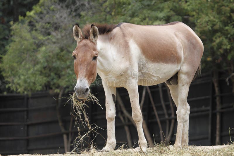 Kiang stock image. Image of mammal, nature, prague, kiang - 15436451