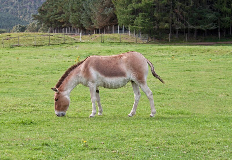Kiang stock image. Image of donkey, kiang, horse, tibetan - 27052095