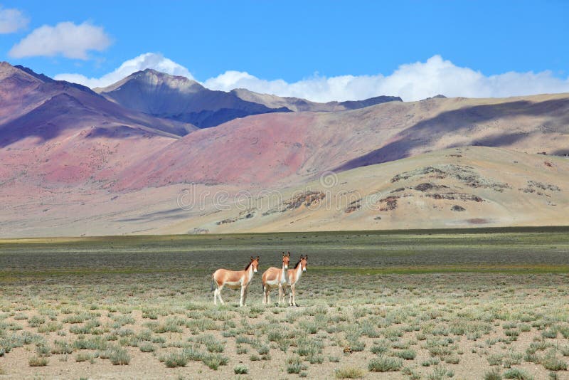 Kiang (Equus Kiang)- Tibetan Wild Stock Image - Image of endangered ...