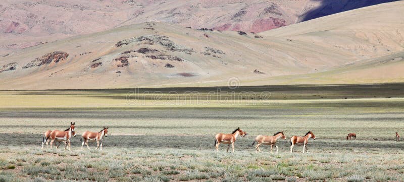 Kiang (Equus Kiang)- Tibetan Wild Stock Photo - Image of kiang ...