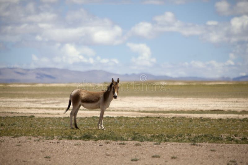 Kiang horse stock photo. Image of nature, sunny, mammal - 34141338