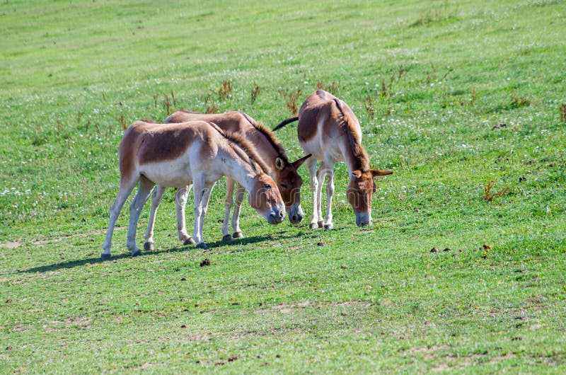 Kiang trio feeding stock image. Image of asia, india - 169970025