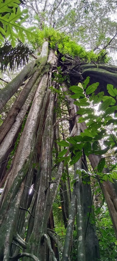 Kiara tree stock photo. Image of tumbuhan, wonderful - 314984096