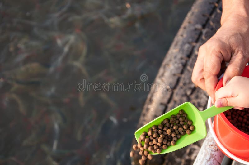 Kid and adult feed fish stock image. Image of river, adult - 69327705